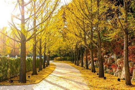 울긋불긋 가을 단풍 에버랜드에 살포시이달 말 절정 예상 Zum 뉴스