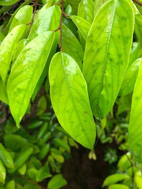 Neobalanocarpus Heimii Propagate One