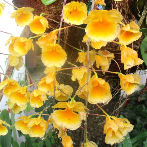 Lindleys Dendrobium Dendrobium Lindleyi Aggregatum Flowers In