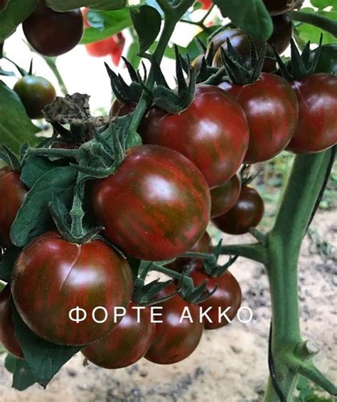 Пин от пользователя Diane James на доске Fruits And Veggies Огород с помидорами Естественный