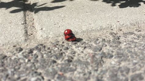 Ladybugs Having Sex YouTube