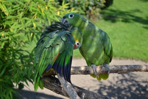 Free Images Nature Wing Wildlife Green Beak Fauna Lorikeet