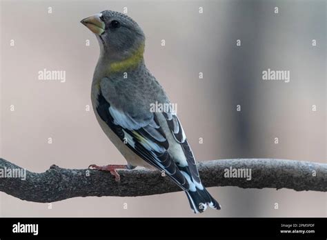 Evening Grosbeak Hesperiphona Vespertine On Branches And Nearby