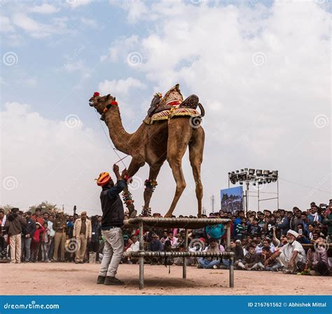 Colorful Camel At The Beach In Tunisie Stock Image 43460461