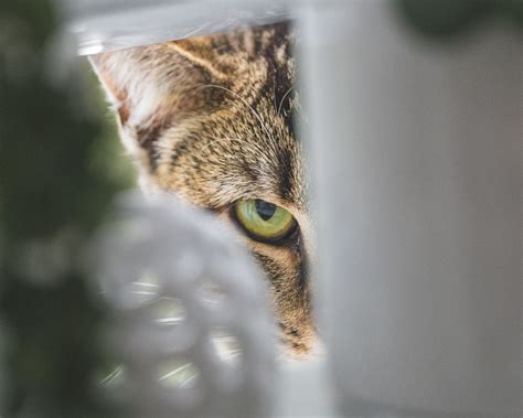 Breeding Out The Feral Cat Problem ECOS