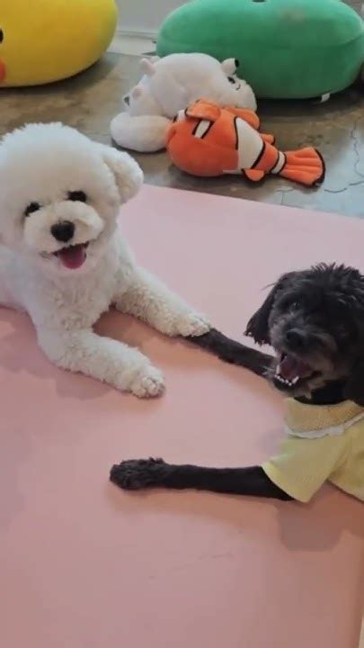 엉금엉금 기어서 친구 손잡기🤍 Youtube