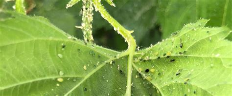 Green Peach Aphid Damage Biobee