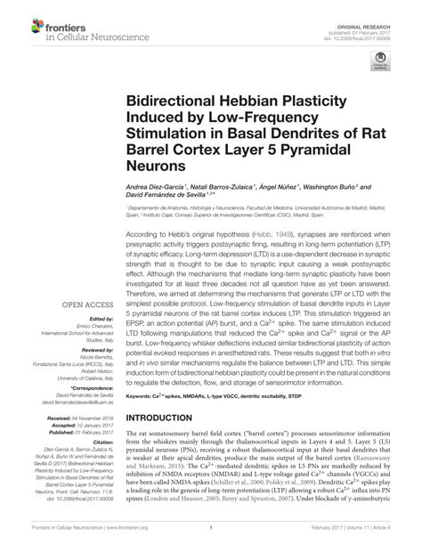 Pdf Bidirectional Hebbian Plasticity Induced By Low Frequency Stimulation In Basal Dendrites