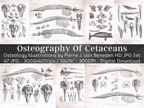 Cetaceans Osteography 47 Hd Images Card Making Clipart Digital Paper