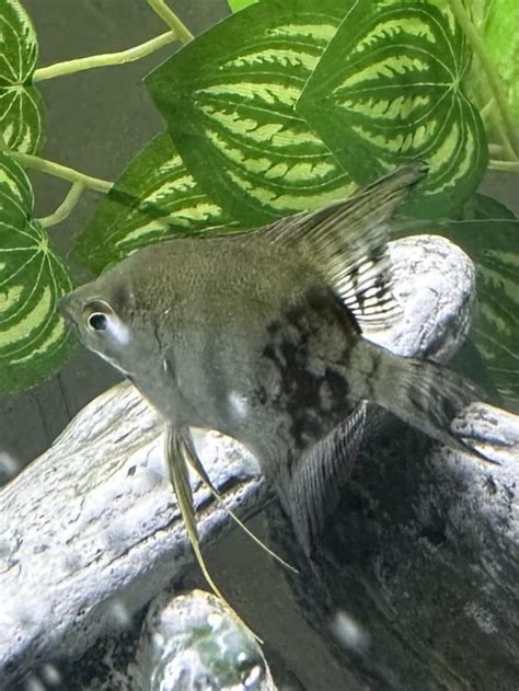 Morphpattern Id Rangelfish