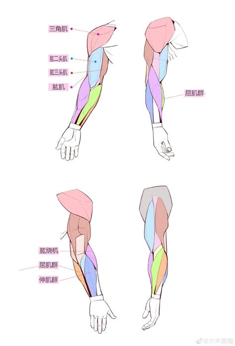 Pin By Cynthia Ike On Art Tips In 2023 Human Anatomy Drawing Anatomy