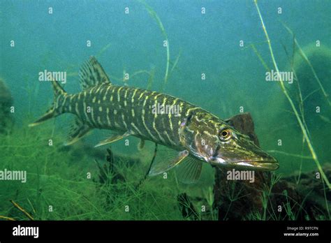 Northern Pike Esox Lucius Lurking At Lake Bed For Prey Lake Grundl