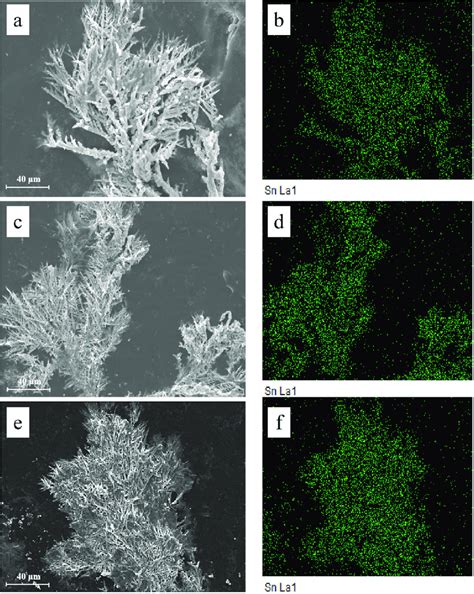 Sem Images And Corresponding Eds Results Of Dendrites Formed After Ecm Download Scientific