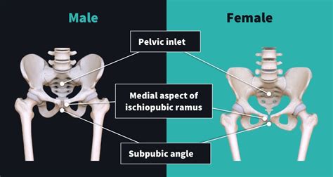 4 Years In The Making The Full Female Model Complete Anatomy