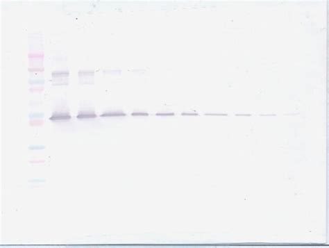 Pedf Polyclonal Antibody Biotin Peprotech® Gibco™ 50 μg Biotin Pedf