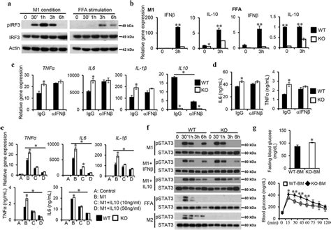 Irf3 Inhibits Macrophage Inflammatory Activation And Adipose Tissue