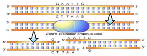 Notes On Restriction Enzymes And Dna Ligases