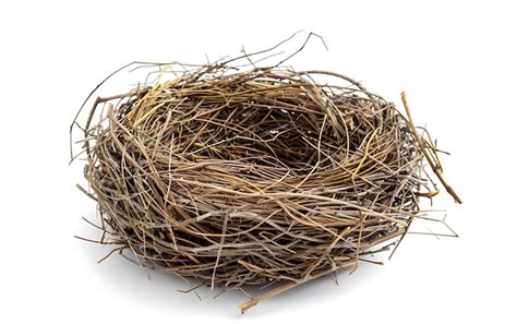 Easter Nest Brown Sketch A Watercolor Illustration Hand Drawn Texture