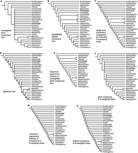 Phylogenetic Analysis A Unweighted Strict Consensus Tree B