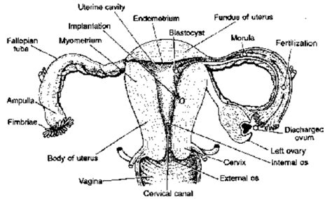 External Female Reproductive Organs
