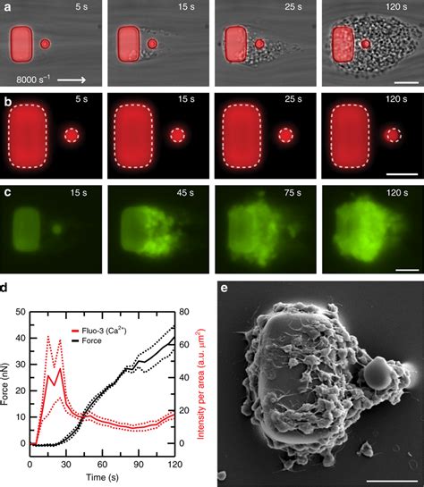 Measurement Of Platelet Forces Coincide With Platelet Activation A