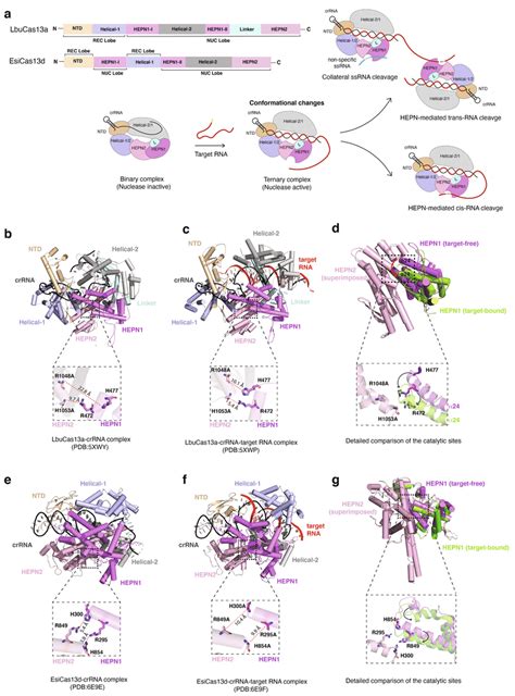 Structure Comparison Of Two Cas13 Enzymes In The Absence Or Presence Of