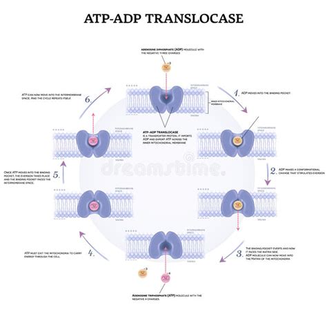 Atp And Adp Translocase Stock Vector Illustration Of Cell 255069663