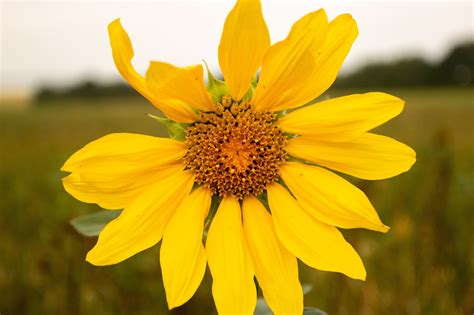 花卉 性质 植物区系 Pixabay上的免费照片 Pixabay