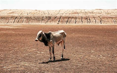 La Somalie Est Au Bord De La Famine Prévient Lonu Dans Un Ultime