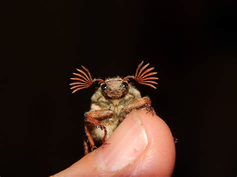 Love Bugs Become An Entomologist