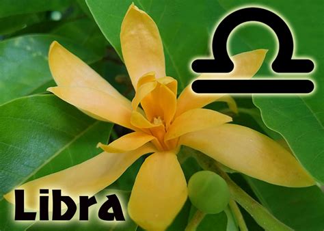 Plant Horoscope Libra