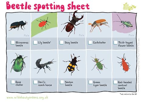 Beetle Species Uk