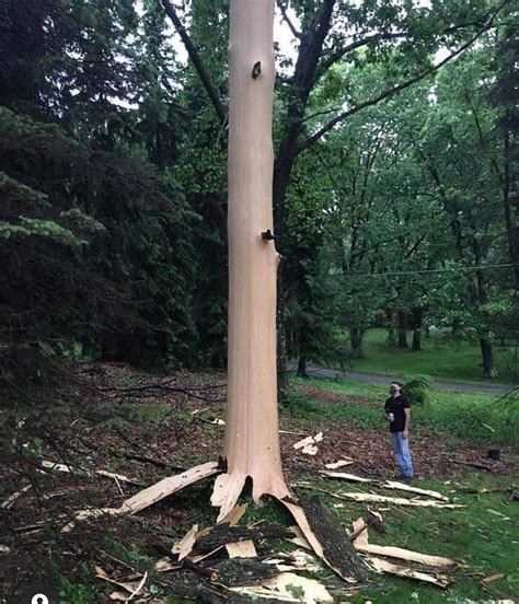 Дерево после удара молнии фото и картинки 88 штук