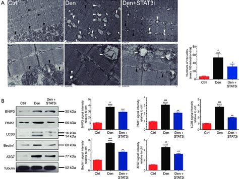 Stat3 Knockdown Inhibits Mitophagy During Denervation Induced Muscle