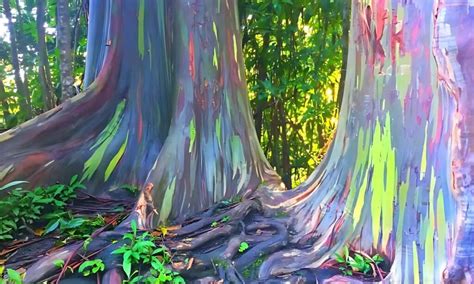 What Is A Rainbow Eucalyptus And Why Is Its Bark Colorful Wild Bloo