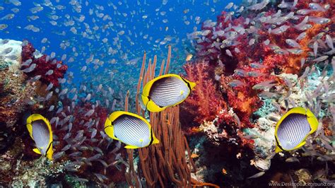 4k Ultra Hd Underwater Wallpapers Top Free 4k Ultra Hd Underwater