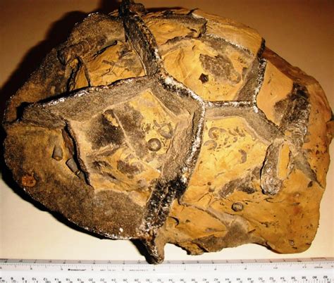 Septarian Nodule Fossil Id The Fossil Forum