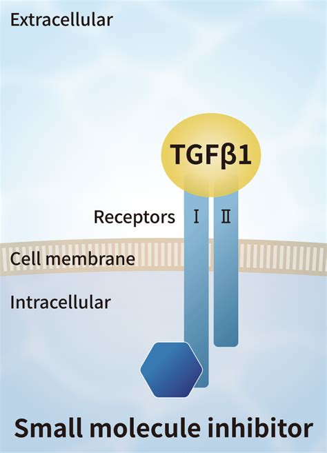 Pg 002tgfβ1 Inhibitor Tgfβ1 Binding Peptide Peptigrowth Inc