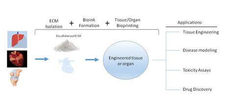 Trends In Decellularized Extracellular Matrix Bioinks For 3d Printing Inspiring A New Kind Of
