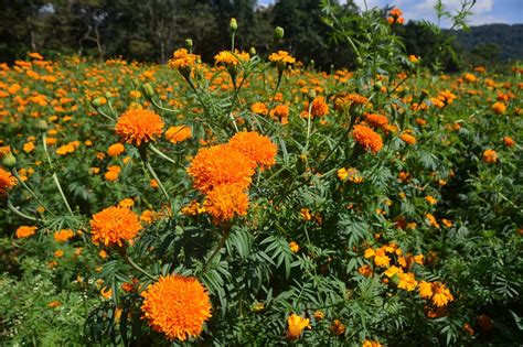 Espera Naolinco 8 Mil Visitantes Diarios 10 Mil En La Cantada