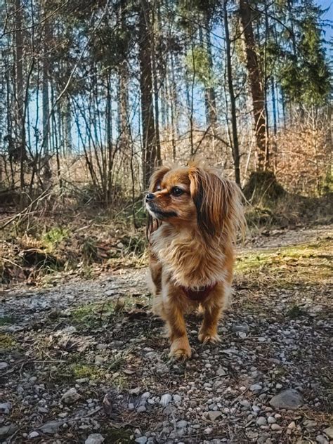 Adopt Penny Adopt Dogs And Cats On Puppiesnation