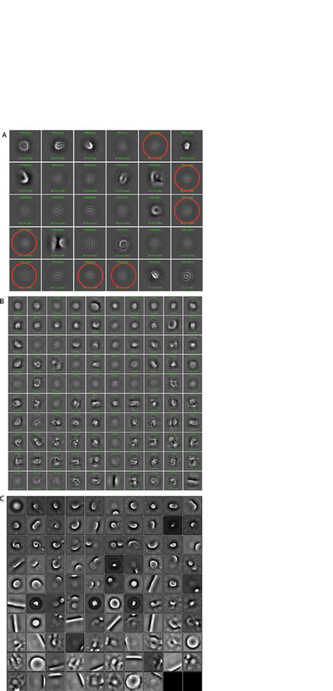 Emptyfeatureless Classes In 2d Classification 2d Classification Cryosparc Discuss