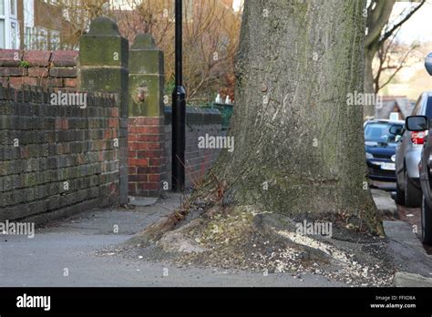 A Roadside Tree Growing On A Pavement On A Tree Lined Road In Ecclesall A Leafy Suburb Of