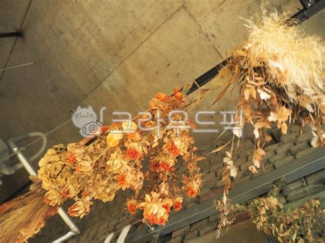 Leaf 잎 Plant 식물 Tree 사진 이미지 일러스트 캘리그라피 내가바로람쥐작가