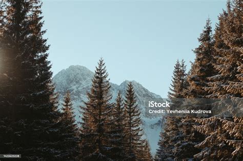 푸른 하늘을 배경으로 침엽수 림과 산의 겨울 풍경 폴란드의 타트라 산맥 유럽 0명에 대한 스톡 사진 및 기타 이미지 0명