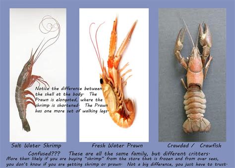 Premier Rocky Mountain Prawns What Is A Fresh Water Prawn