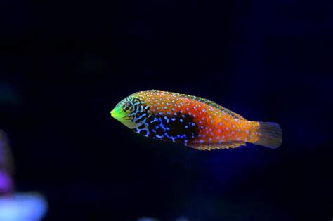 Premium Photo Blue Star Leopard Wrasse Macropharyngodon Bipartitus