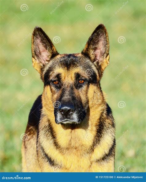 German Shepherd Portrait Stock Photo Image Of Loyal 151725100