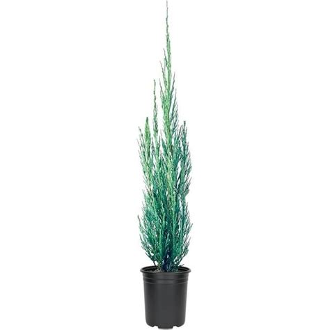 Skyrocket Juniper 1 Live 4 Inch Pot Juniperus Scopulorum Formal