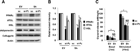 Ppar Upregulates Atgl Independently Of Sirt1 Expression A Control